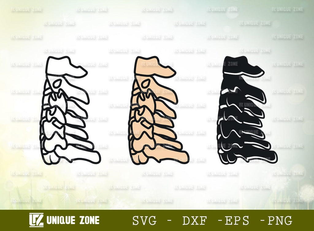 Anatomy Spine SVG Cut File, Anatomy Svg, Human Spine Svg, Spine Svg, Bones Svg, Spinal Cord Svg ...