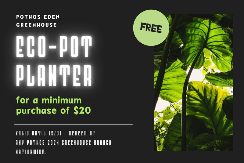 Fox Thinking Fonts - So Fontsy