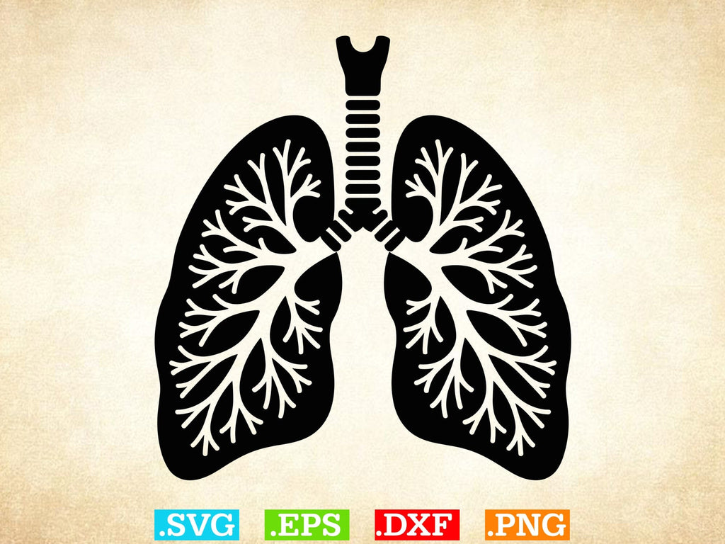 Organs Svg Bundle, Organ Silhouette, Organs Cut Files, Organs Laser Cut ...