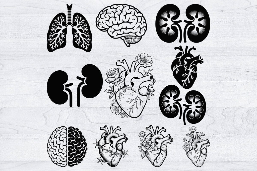 Organs Svg Bundle, Organ Silhouette, Organs Cut Files, Organs Laser Cut ...