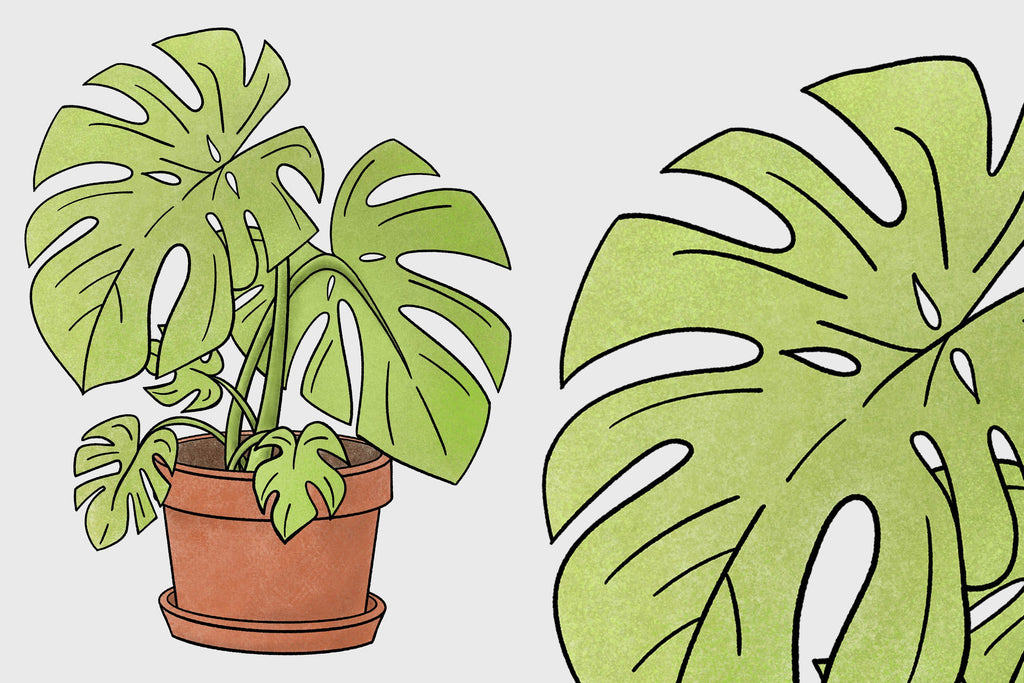 Potted Monstera PNG for sublimation or crafts - So Fontsy