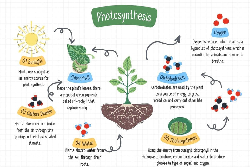 Silly Goose - Neat Handwriting Font - So Fontsy