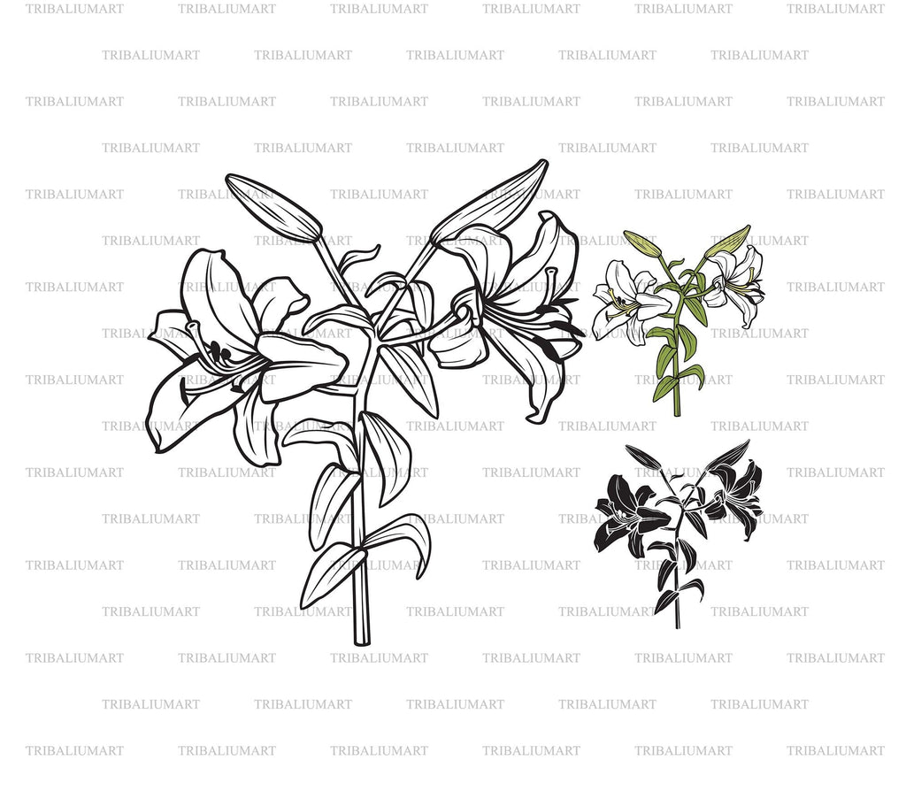 White Lily Flower. Cut files for Cricut. Clip Art silhouette (eps, svg ...