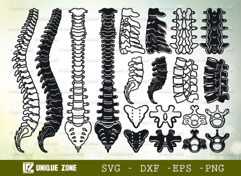 Anatomy Spine SVG Bundle, Anatomy Svg, Human Spine Svg, Spine Svg ...