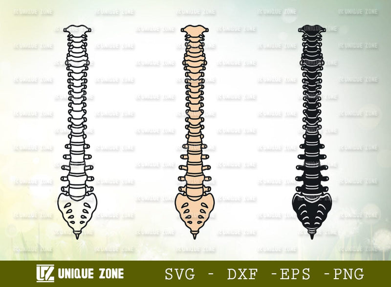 Anatomy Spine SVG Cut File, Anatomy Svg, Human Spine Svg, Spine Svg, Bones Svg, Spinal Cord Svg ...