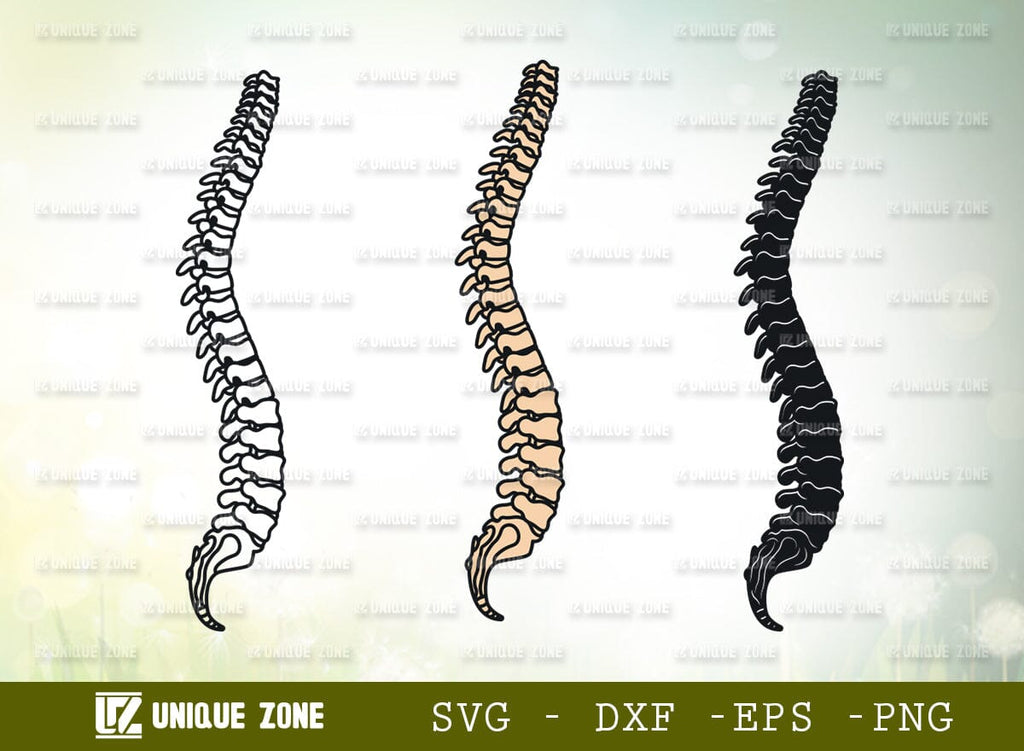 Anatomy Spine SVG Cut File, Anatomy Svg, Human Spine Svg, Spine Svg, Bones Svg, Spinal Cord Svg ...