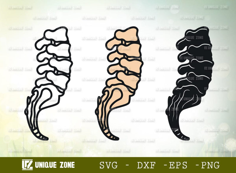 Anatomy Spine SVG Cut File, Anatomy Svg, Human Spine Svg, Spine Svg ...