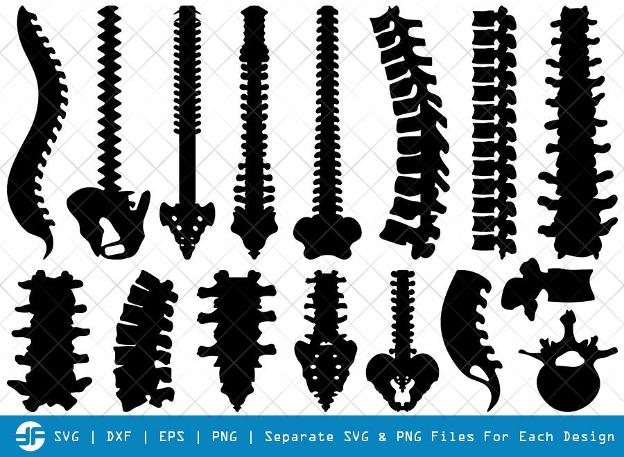 Anatomy Spine SVG Cut Files | Human Spine Silhouette - So Fontsy