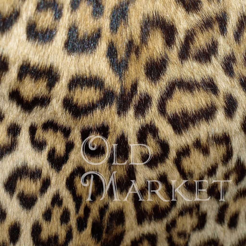 Animal Skin Textures Digital Paper - So Fontsy