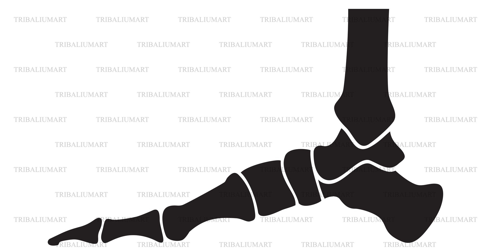 Human foot bones skeletion. Cut files for Cricut. Clip Art silhouettes ...