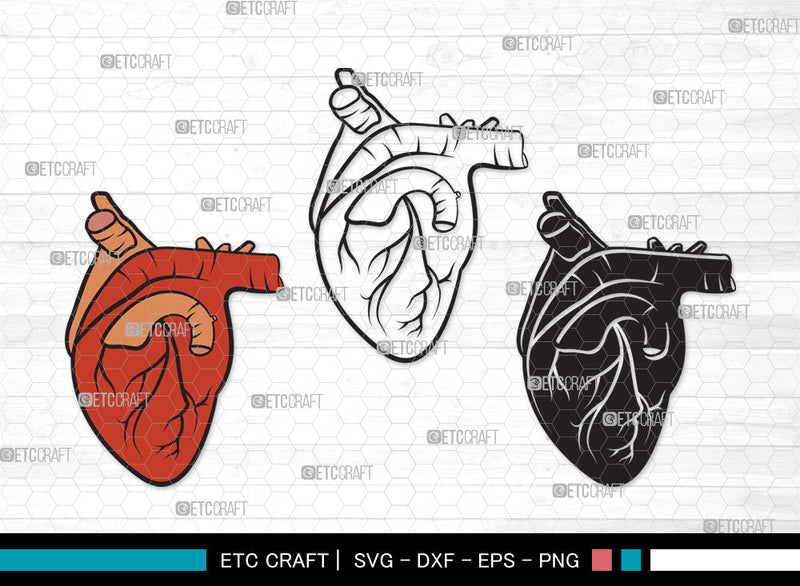 Human Heart Clipart SVG | Heart Svg | Realistic Heart Svg | Anatomical ...