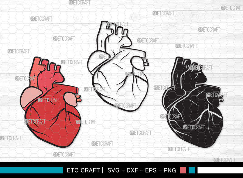 Human Heart Clipart SVG | Heart Svg | Realistic Heart Svg | Anatomical ...