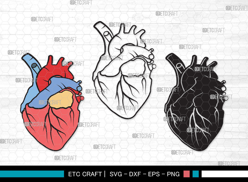 Human Heart Clipart SVG | Heart Svg | Realistic Heart Svg | Anatomical ...