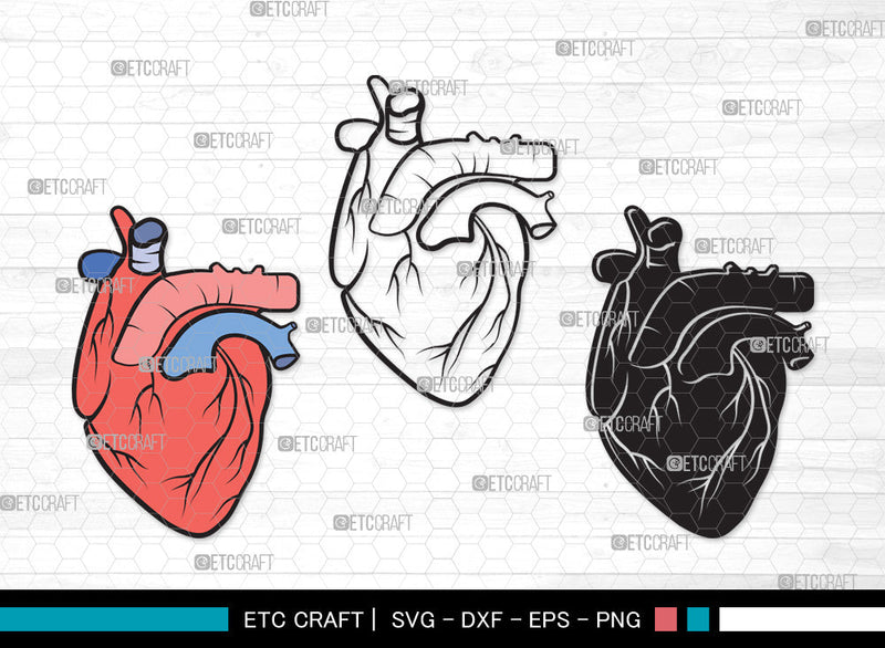 Human Heart Clipart SVG | Heart Svg | Realistic Heart Svg | Anatomical ...