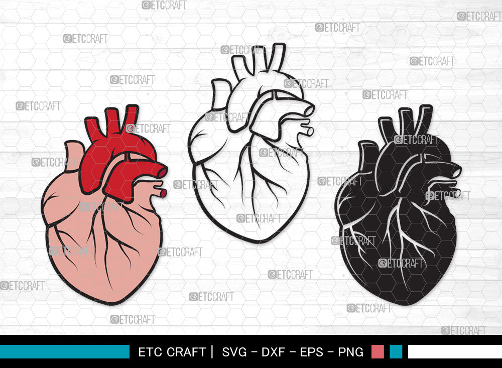 Human Heart Clipart SVG | Heart Svg | Realistic Heart Svg | Anatomical ...