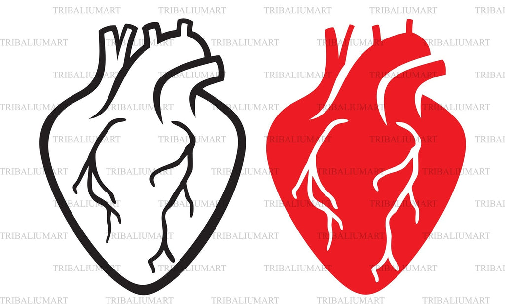 Human heart. Cut files for Cricut. Clip Art silhouette (eps, svg, pdf ...