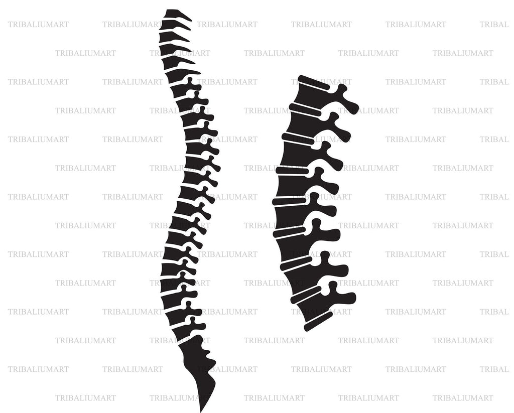 Human Spine. Cut files for Cricut. Clip Art silhouettes (eps, svg, pdf ...