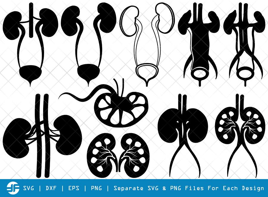 Kidney SVG Cut Files | Urinary Bladder Silhouette Bundle - So Fontsy