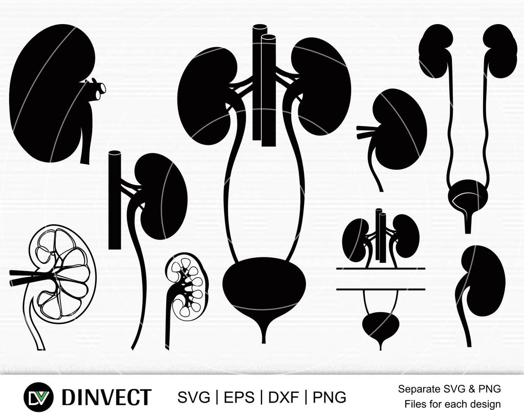 Kidney SVG, Kidney vector, Kidney bundle SVG, Kidney Silhouette, Kidney ...