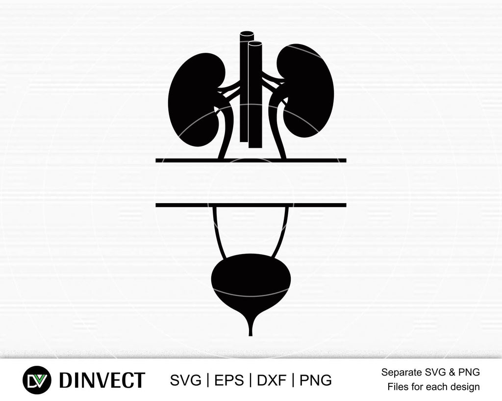 Kidney SVG, Kidney vector, Kidney bundle SVG, Kidney Silhouette, Kidney ...