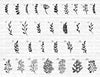 Leaves cut files - So Fontsy