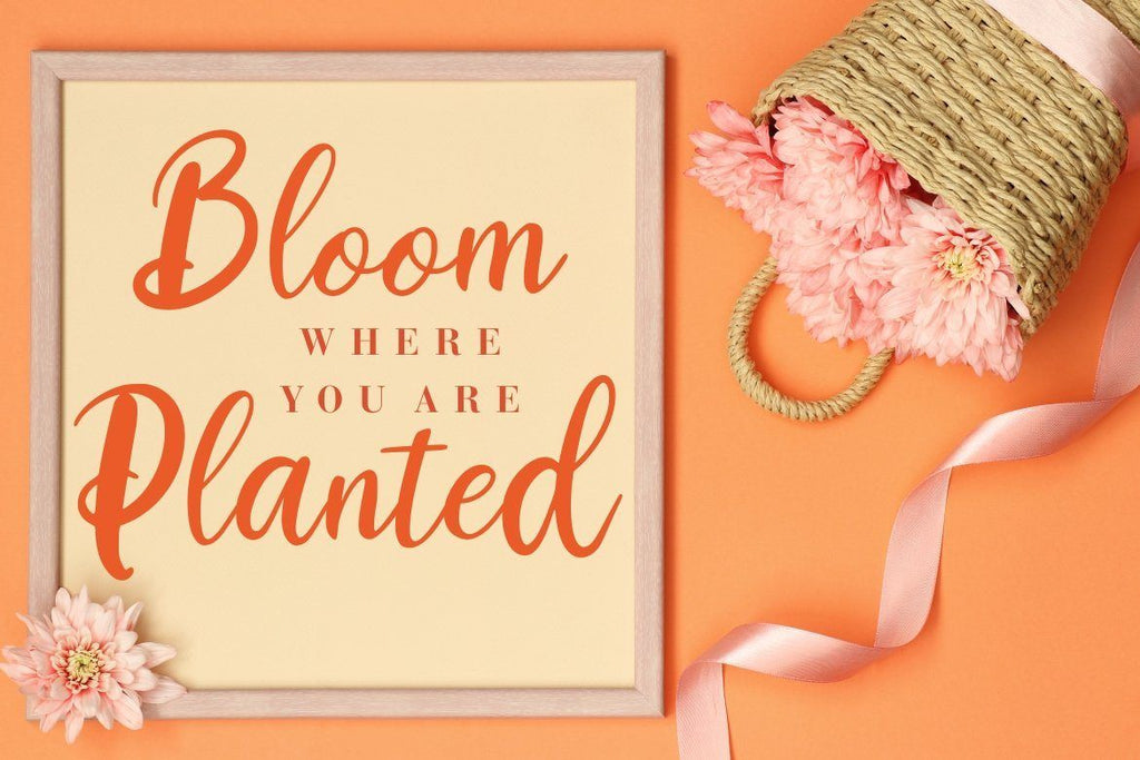 Magdalyn Modern Calligraphy - So Fontsy