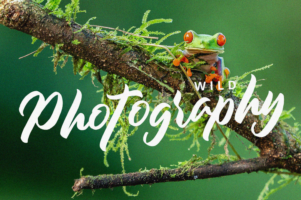 Monterey - Modern Script Font - So Fontsy