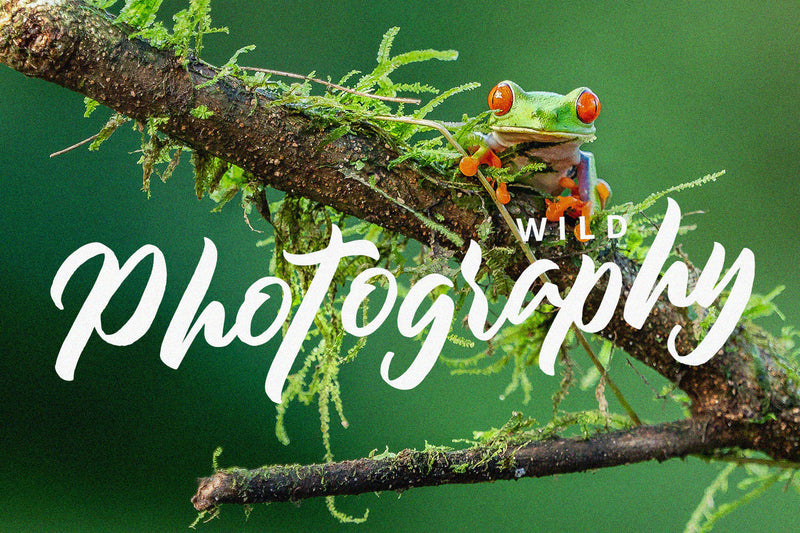 Monterey - Modern Script Font - So Fontsy