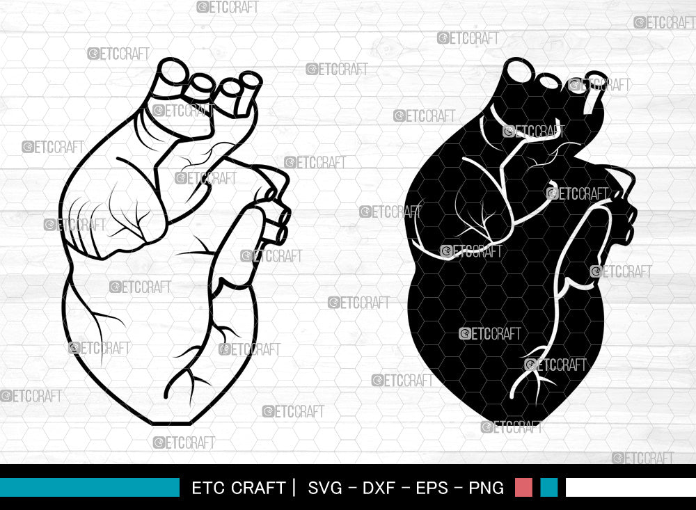 Realistic Heart SVG, Realistic Heart SVG, Anatomical Heart Svg, Human ...