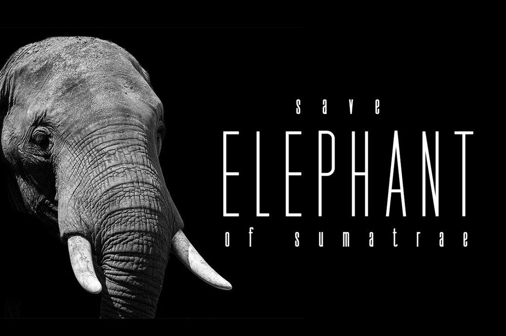 Seductive Height - So Fontsy