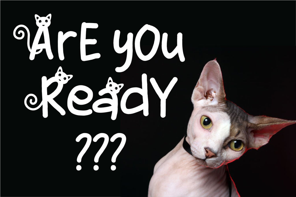 Simple Cat - So Fontsy