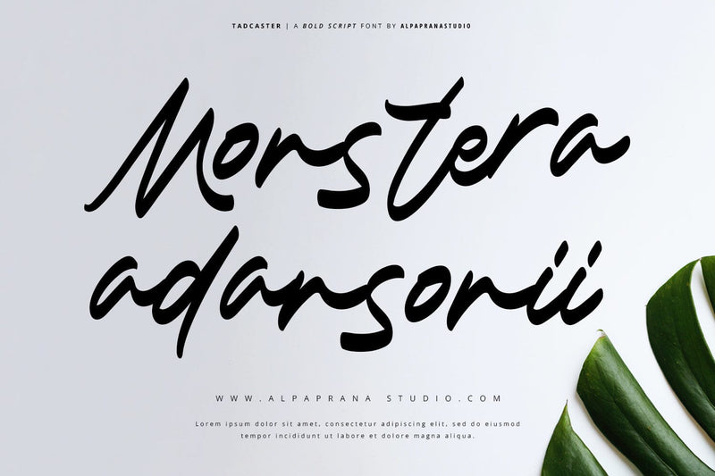 Tadcaster - Bold Script Font - So Fontsy