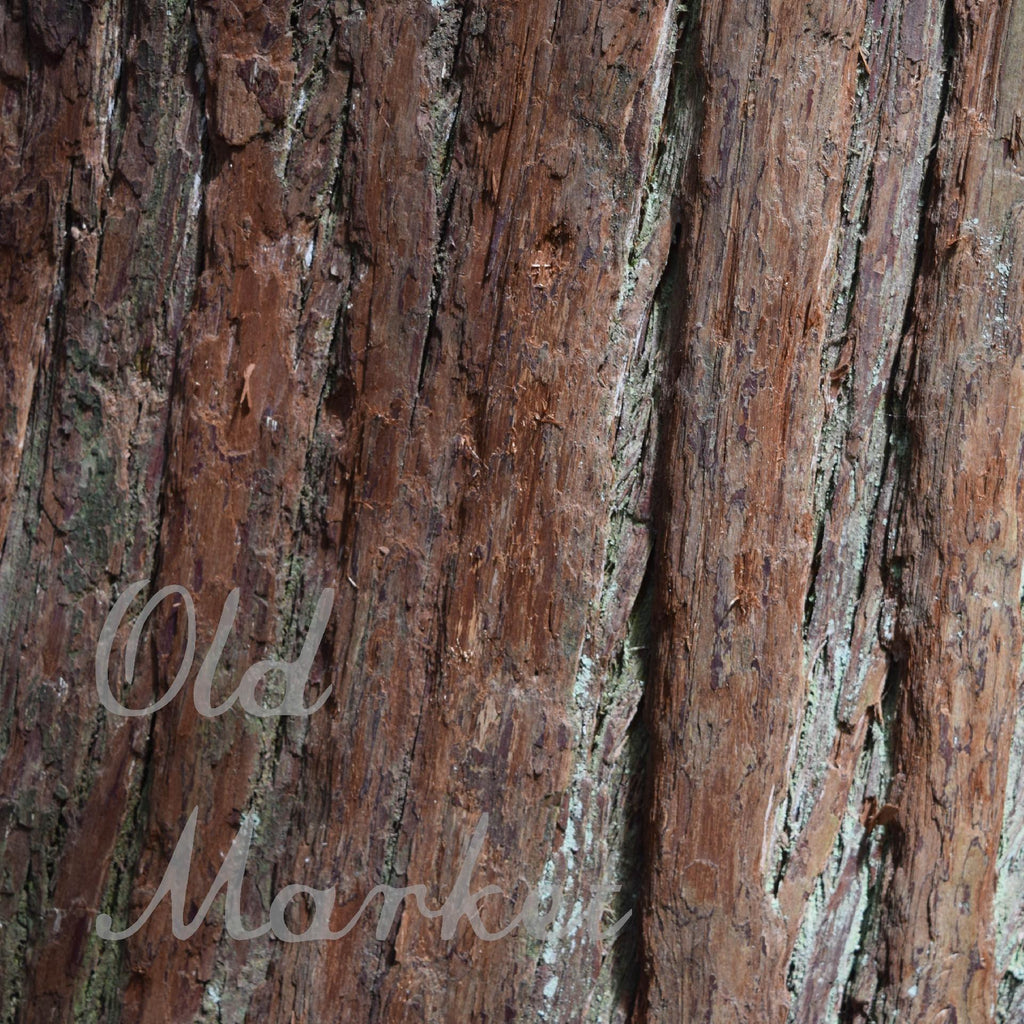 Tree Bark Textures Digital Paper - So Fontsy