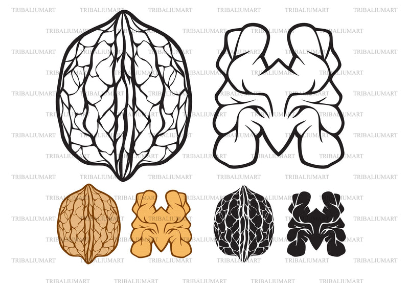 Walnut. Cut files for Cricut. Clip Art silhouettes (eps, svg, pdf, png ...